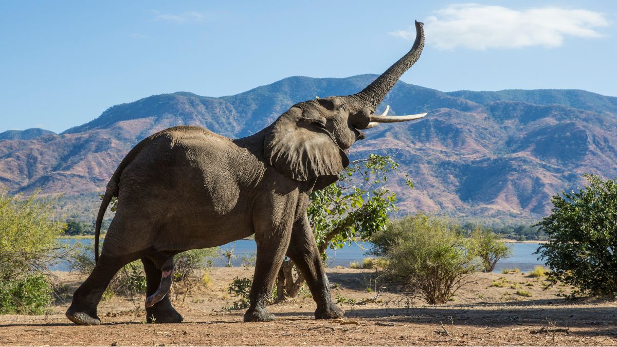 World Elephant Day 2024: Why Is It Observed On August 12? Know History, Significance, Theme And ...