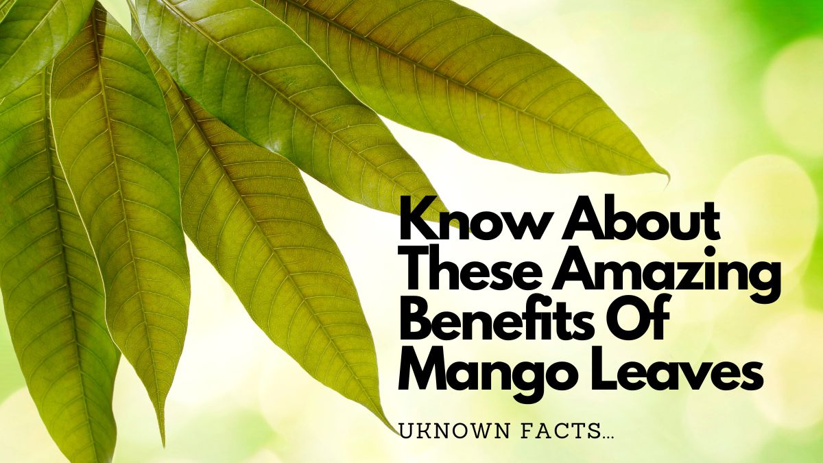 Move Over Mangoes: Know About These Amazing Benefits Of Mango Leaves