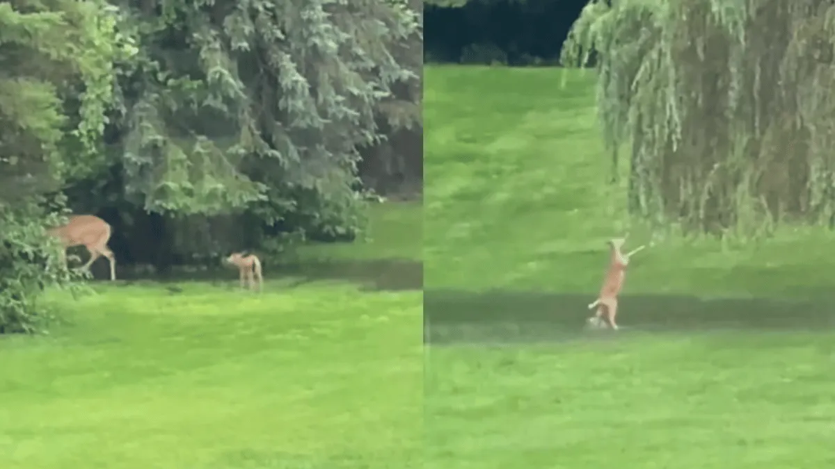 Viral Video Of Adorable Baby Deer Playing In Puddle Reminds Internet Of ...