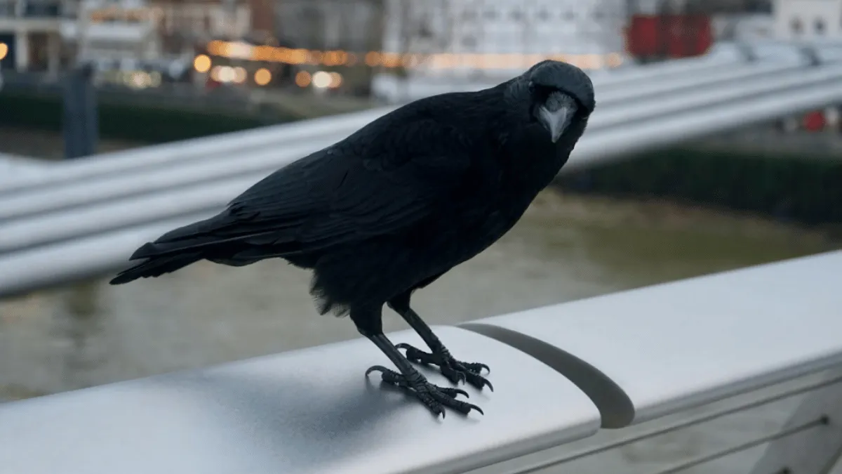 List Of Top 10 Most Intelligent Animals In The World: Dolphins To Crows