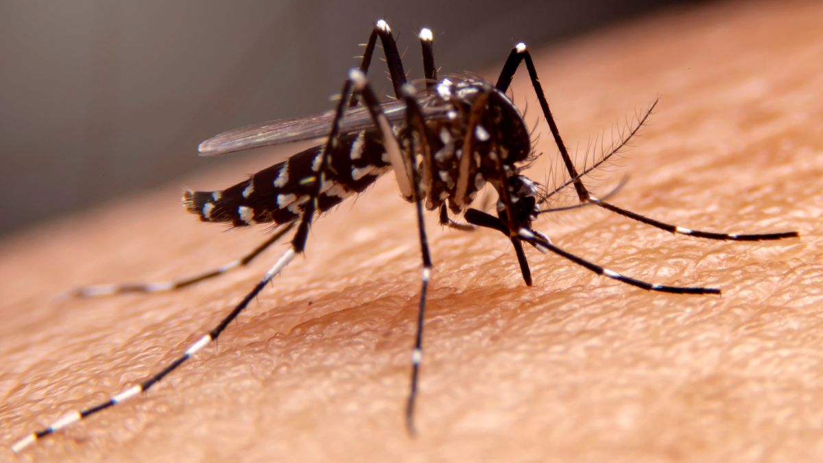 Rare Mosquito-Borne Virus Claims Life In New Hampshire, Check Symptoms ... Rare Mosquito-Borne Virus Claims Life In New Hampshire, Check Symptoms ...