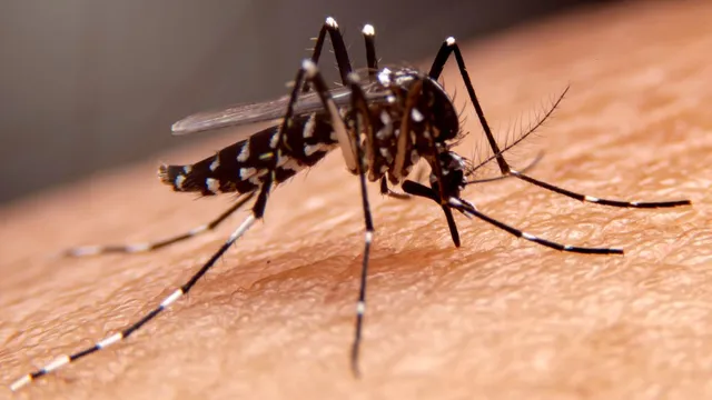 Rare Mosquito-Borne Virus Claims Life In New Hampshire, Check Symptoms ...