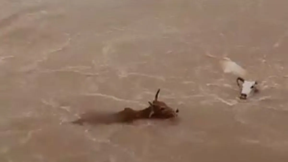 Madhya Pradesh: 50 Cows Thrown Into River In Satna District, Over 15 ...