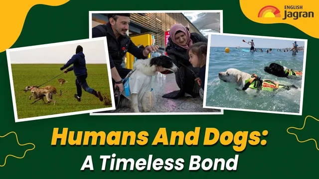 Role Of Dogs In Human Society: How Dogs Evolved To Become Man's Best Friend
