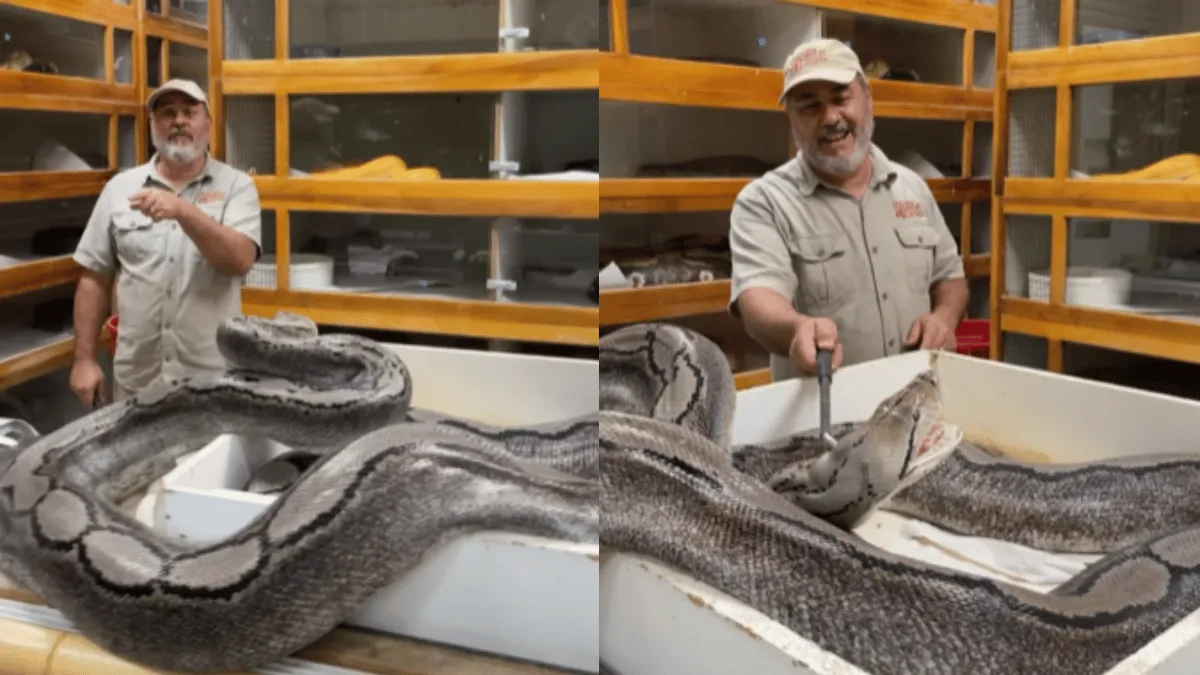 Man’s Last Minute Dodge Against Giant Snake’s Deadly Attack Leaves ...