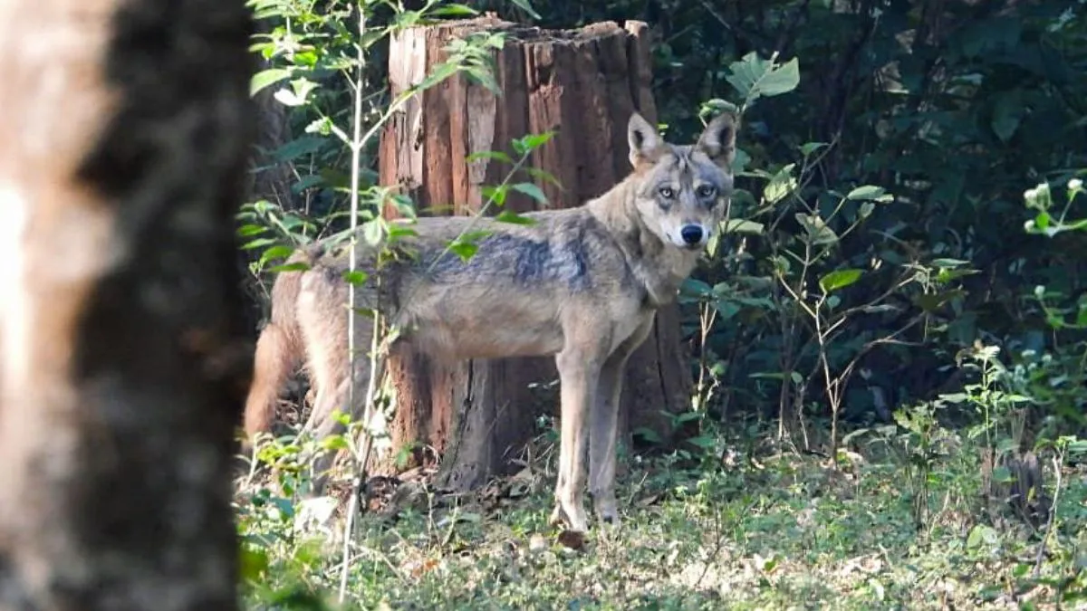 UP Wolf Attack: 2 Injured As Bhediyas Strike Again In Bahraich Village ...