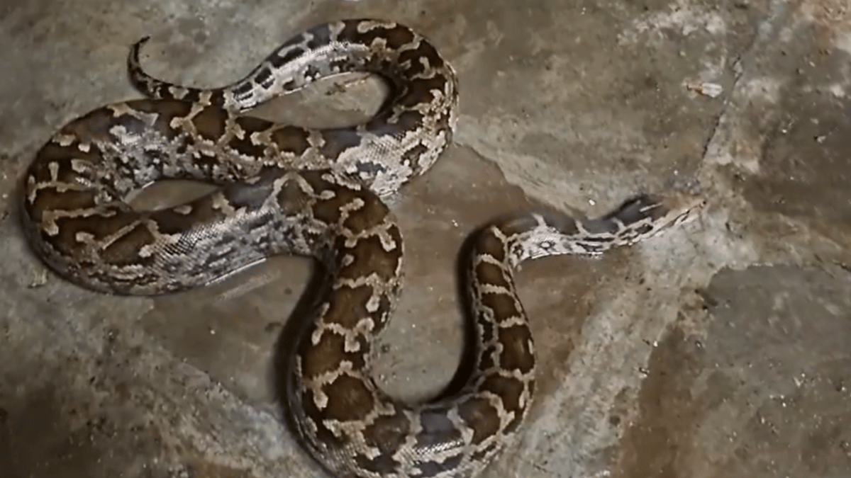 Hyderabad Man Catches Massive Python With Bare Hands; Chilling Viral ...
