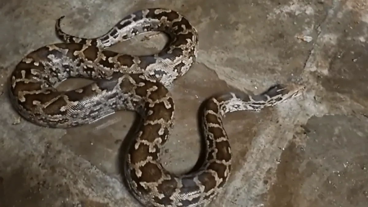 Hyderabad Man Catches Massive Python With Bare Hands; Chilling Viral ...