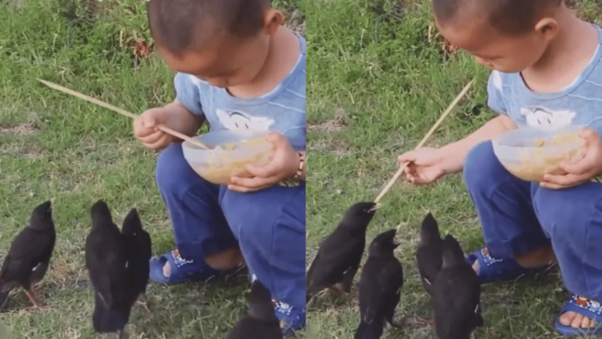 Viral Video Of Little Boy Feeding Birds With Stick Is The Cutest Thing ...