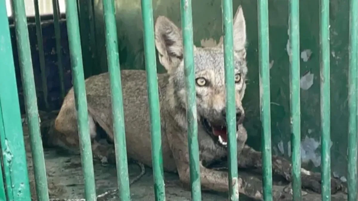 Another Wolf Attack In Bahraich As Man-Eater Bhedia Injures 11-Year-Old ...