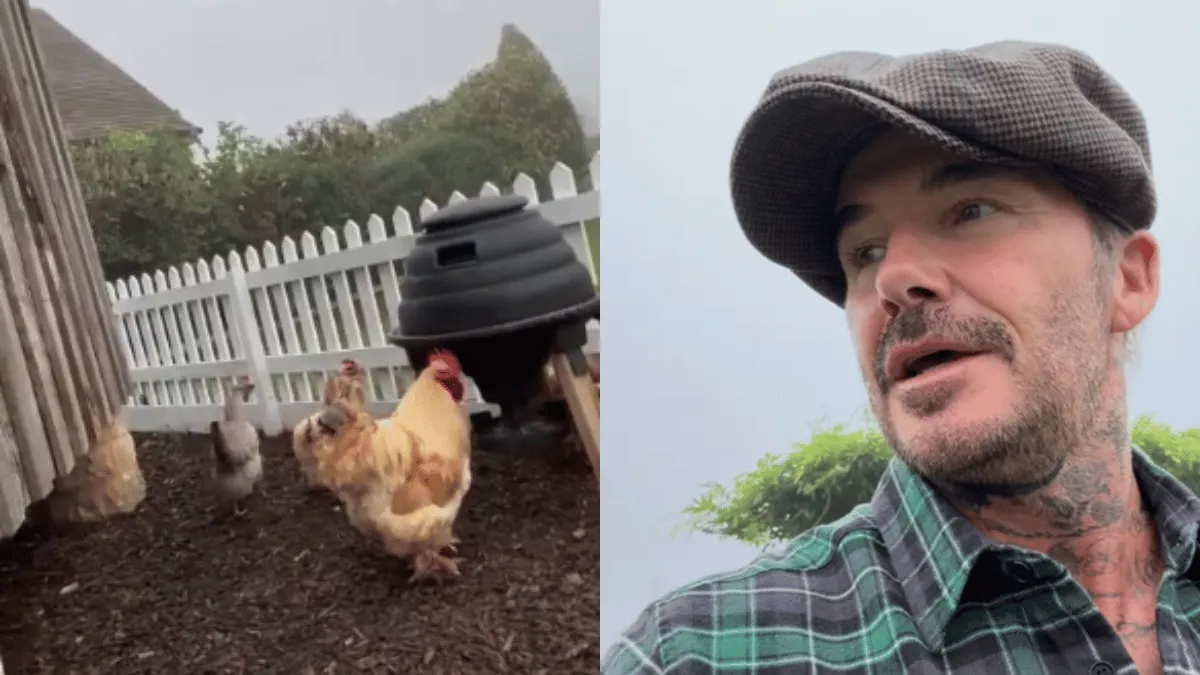 David Beckham’s ‘Farm Life’ With Chickens And Veggies Intrigues Fans ...