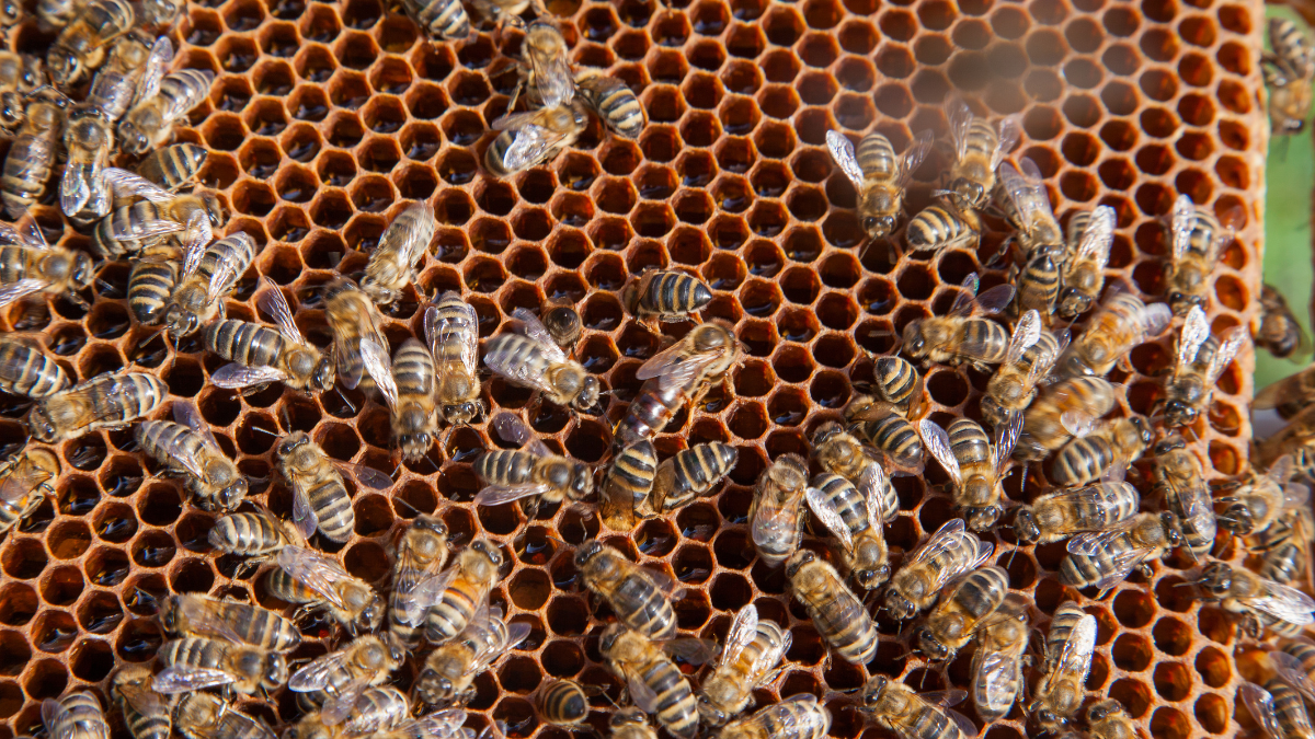 Jharkhand News: Bee Attack Kills Woman, Two Daughters And Cousin Near ...