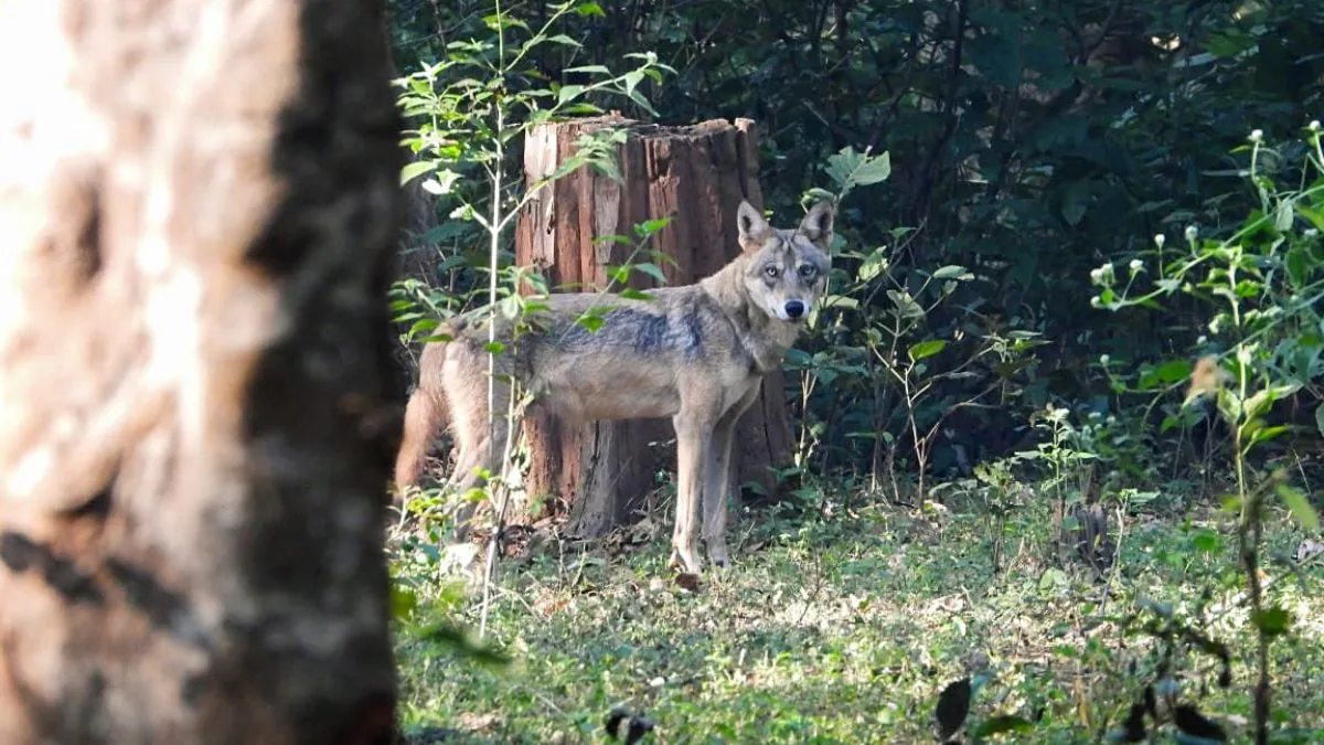 UP News: Animal Attack Leaves Three Children Among Four Injured In ...