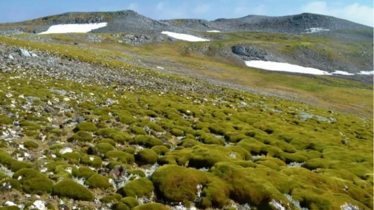 Antarctica Turning Green At Dramatic Rate With Tenfold Rise In ...