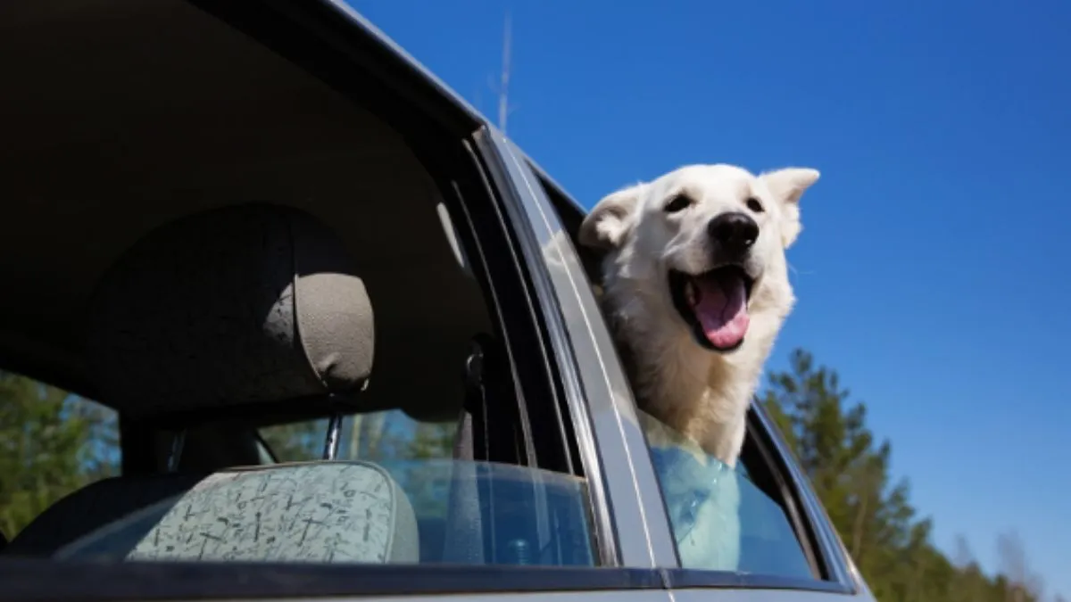 Bangaloreans Can Now Travel With Their Pets! Uber Launches Pet-Friendly ...