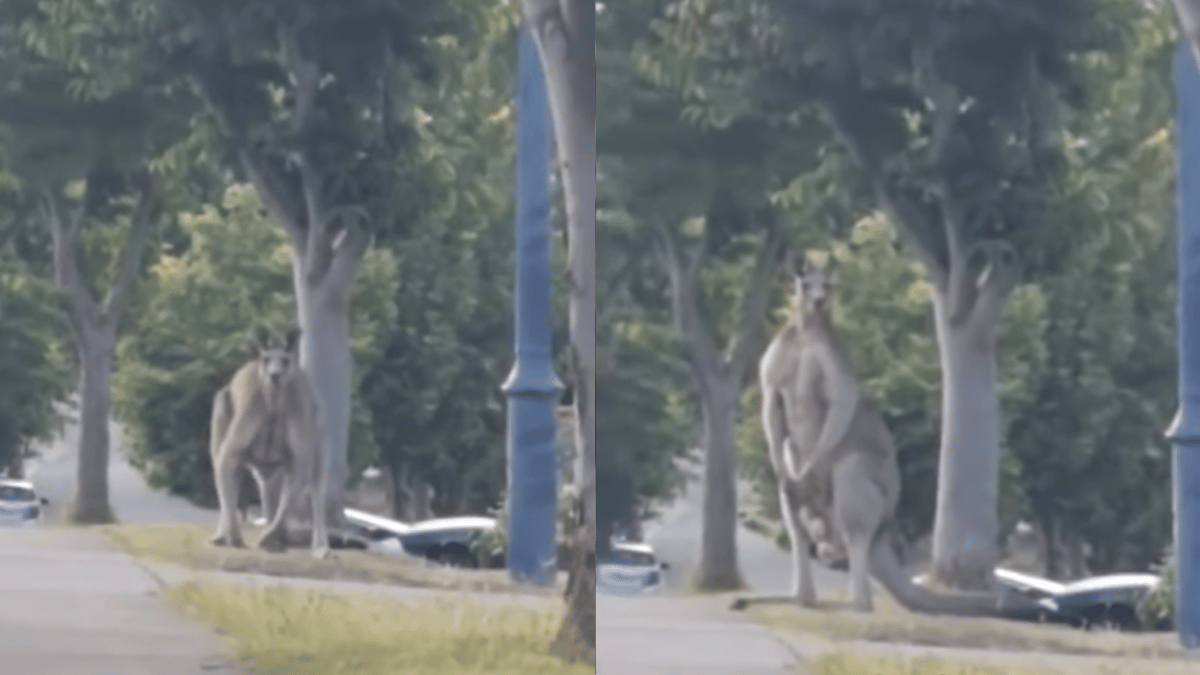 Viral Video Shows 9-Foot-Tall Kangaroo Chilling At Roadside In ...
