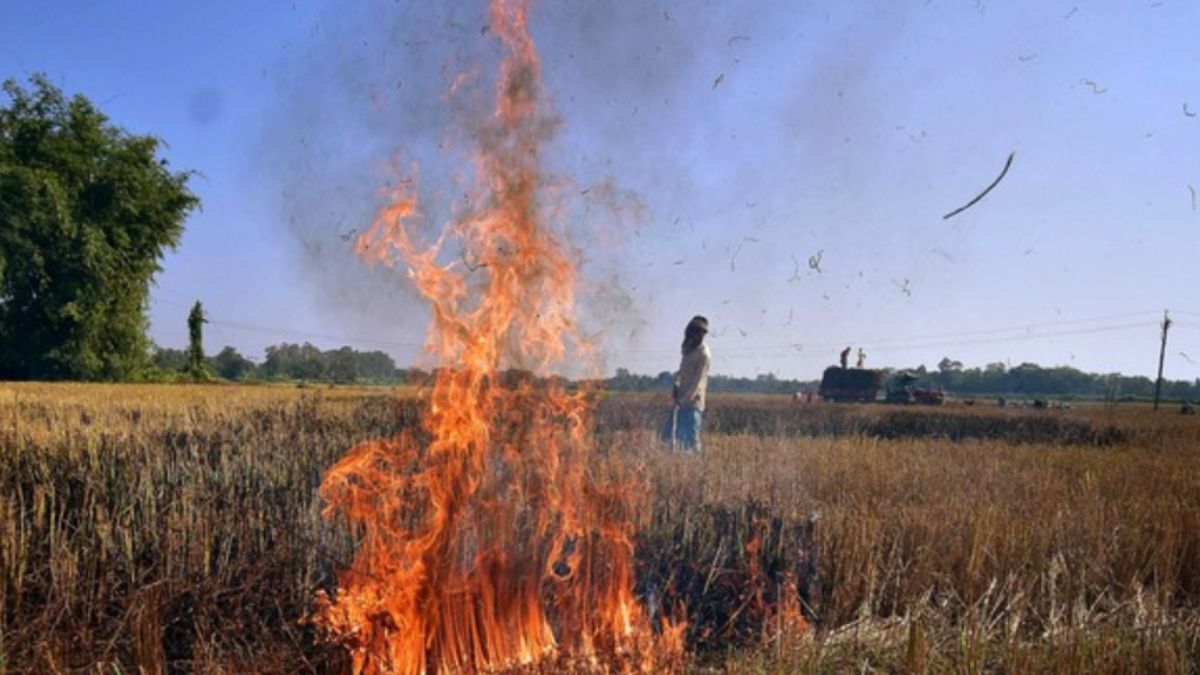 Stubble Burning: Govt Officials To Face Legal Action Over Farm Fires ...