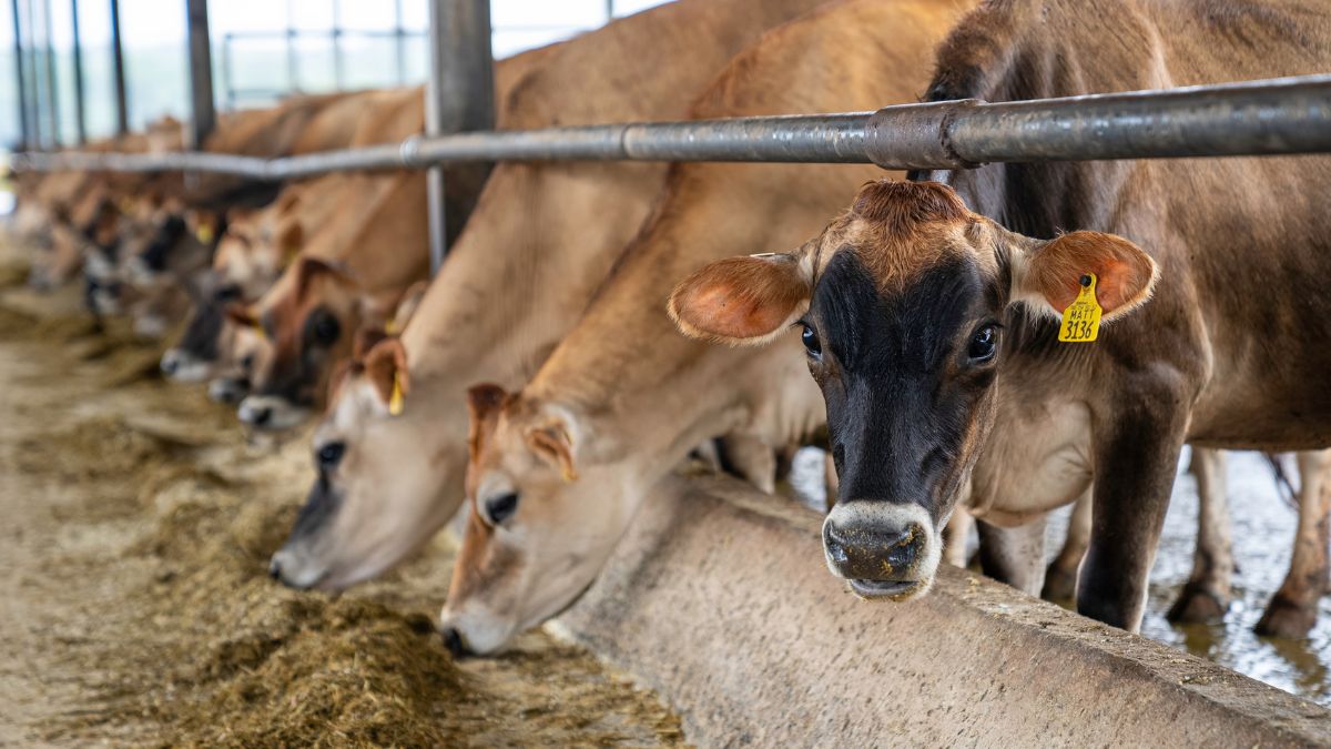Noida To Get New Gaushala For Cows In Sector 162, Aims To Ease Traffic ...