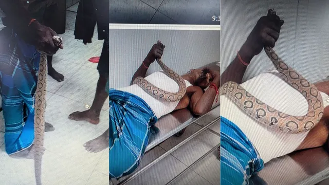Bihar Shocker: Man Takes Russell's Viper Snake On Hospital Trip After ...