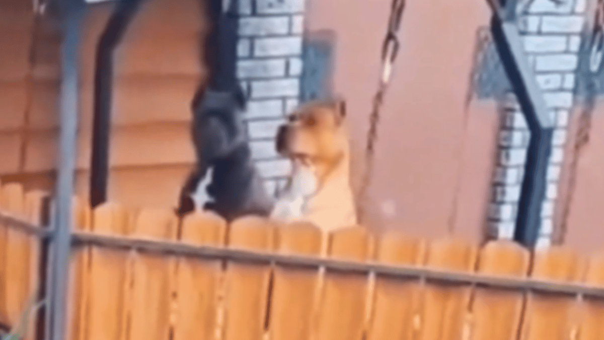 Viral Video Of Two Guard Dogs Casually Chilling On Swing Leaves ...