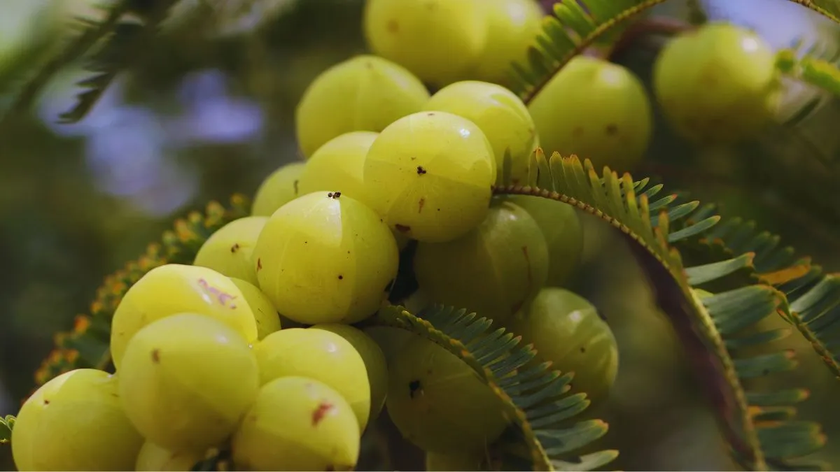 Amla Navami 2024: 5 Lesser-Known Benefits Of Worshipping Amla Tree On ...
