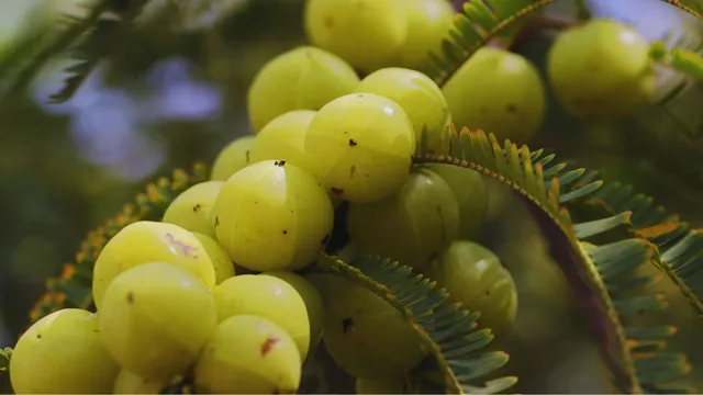 Amla Navami 2024: 5 Lesser-Known Benefits Of Worshipping Amla Tree On ...