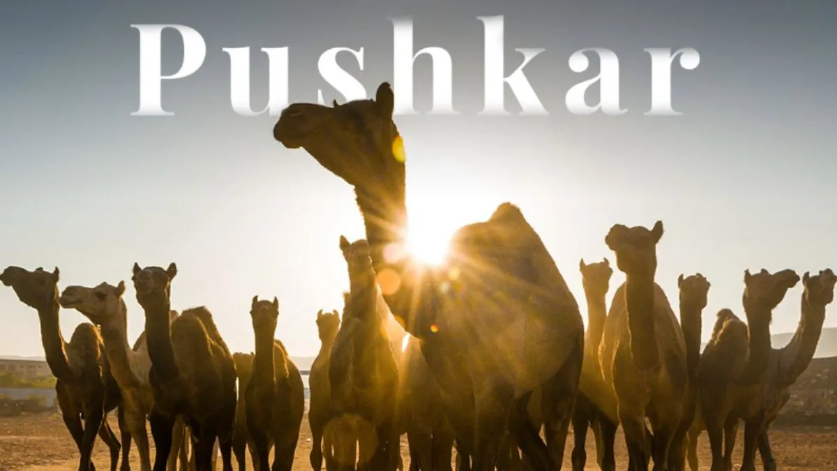 Pushkar Mela 2024: Rs 11 Crore Marwari Breed Horse, Rs 10 Crore Buffalo ...