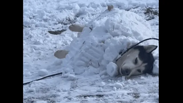 ‘Typical Husky Behaviour’: Internet Reacts To Pet Dog’s Unique Way Of ...