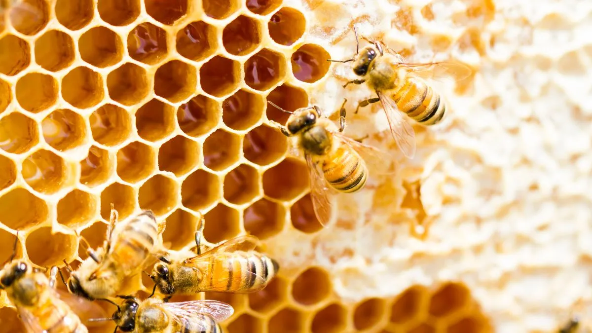 Do You Know About These 4 Benefits Of Using Beeswax For Your Hair