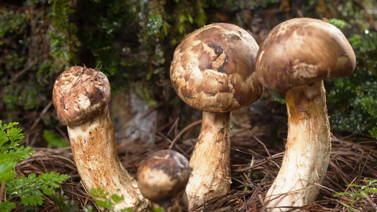 List Of Top 10 Most Expensive Vegetables In The World: White Truffle To ...