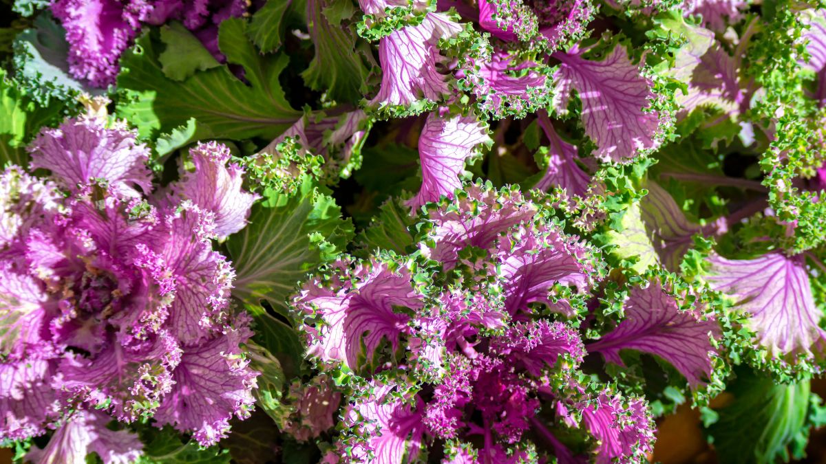 List Of Top 10 Most Expensive Vegetables In The World: White Truffle To ...