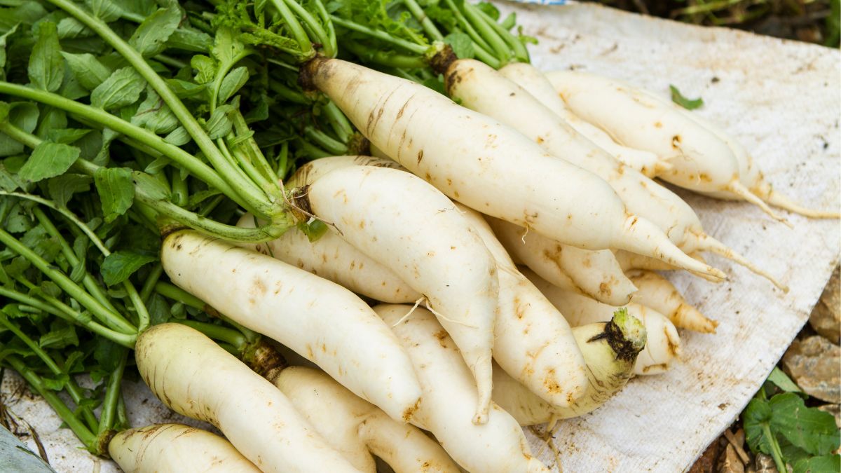 Why Should You Not Discard Radish Leaves? Know Health Benefits Here