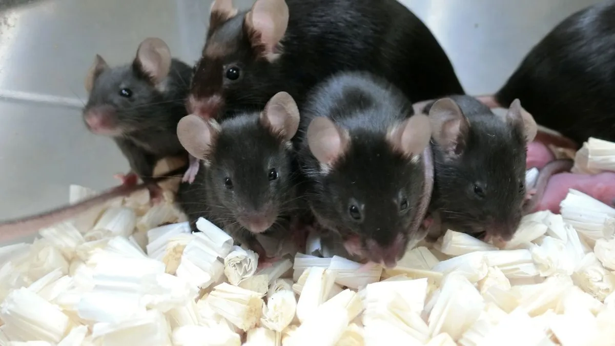 Will Humans Be Able To Have Babies In Space? THIS Mice Sperm Experiment ...