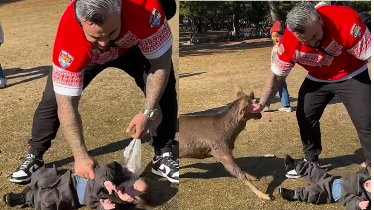 Deer Aggressively Knocks Over Child At Japan Park, Sparks Online Debate ...