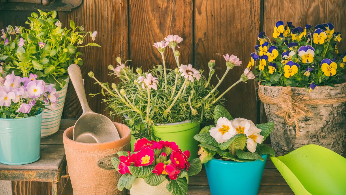 Top 5 Elegant And Low-Maintenance Flowering Spring Plants To Grow ...