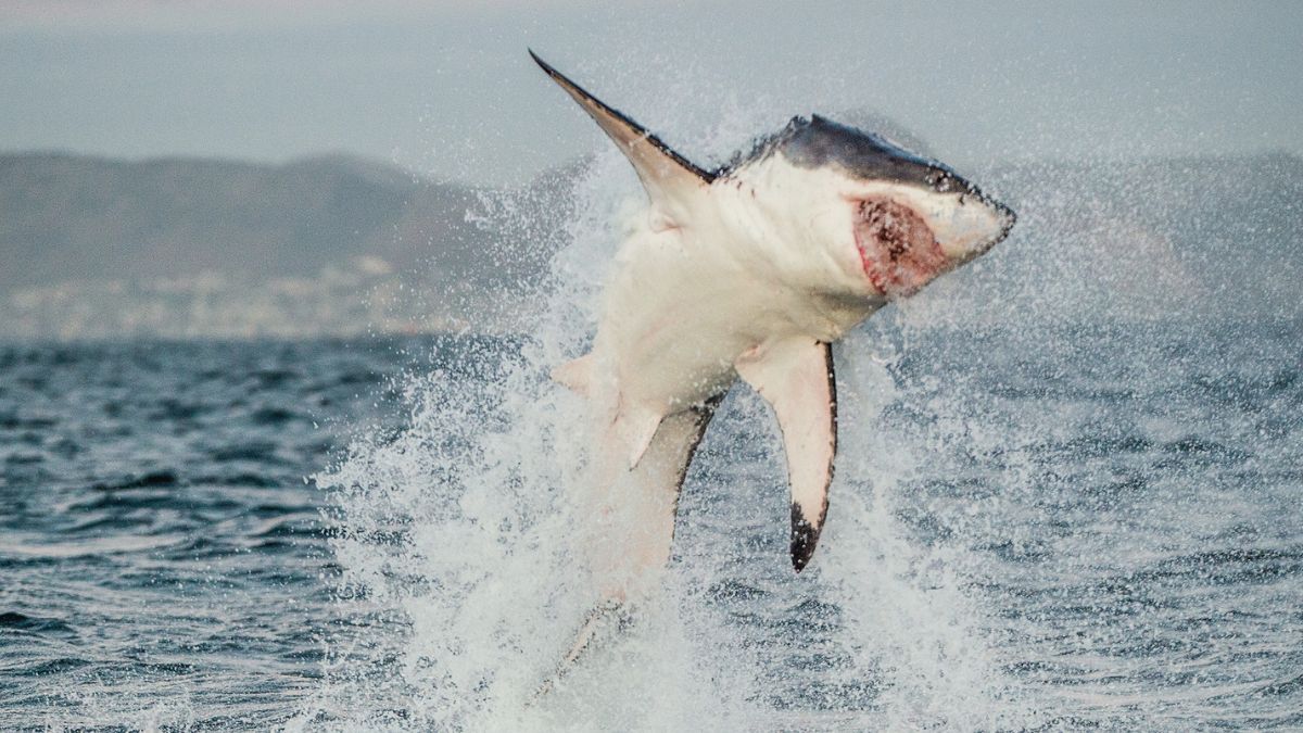 Maharashtra Man Goes Fishing, Gets Leg Ripped Off By Shark In Palghar