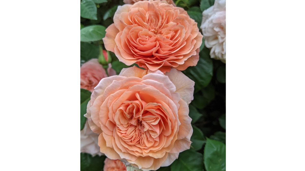 Rose Day 2024: 6 Types Of Roses And Their Special Meanings You Should ...