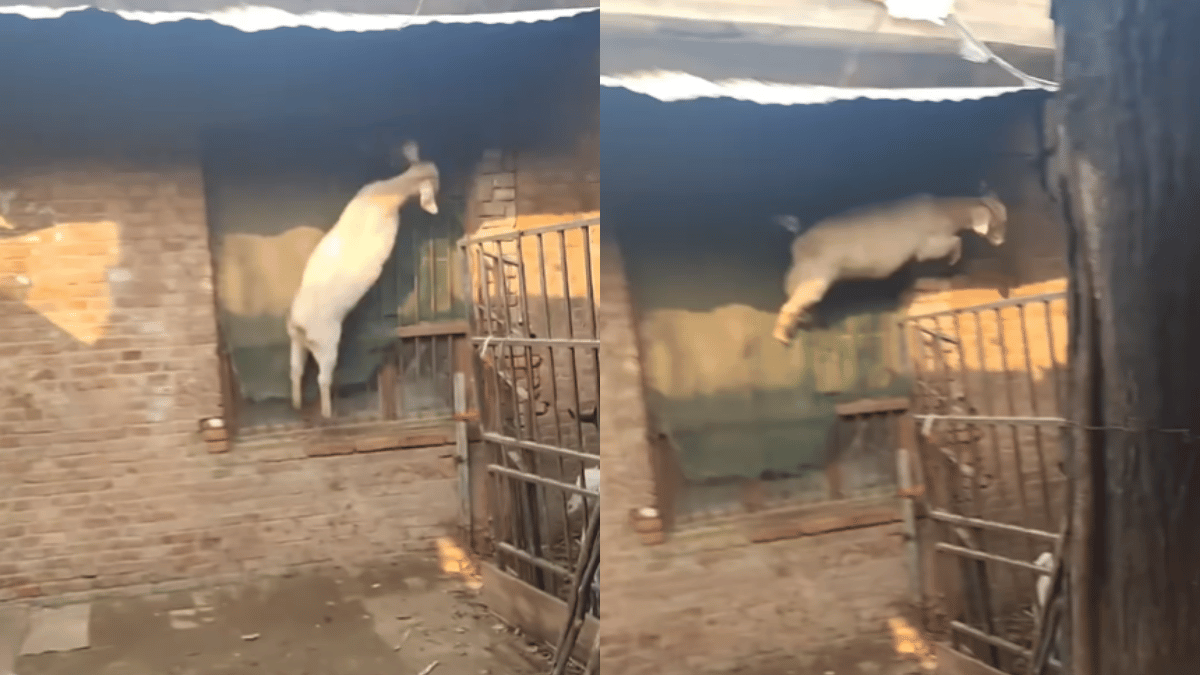 Viral Video: Real-Life Kung Fu Panda! Goat’s G.O.A.T-Style Jump Reminds ...