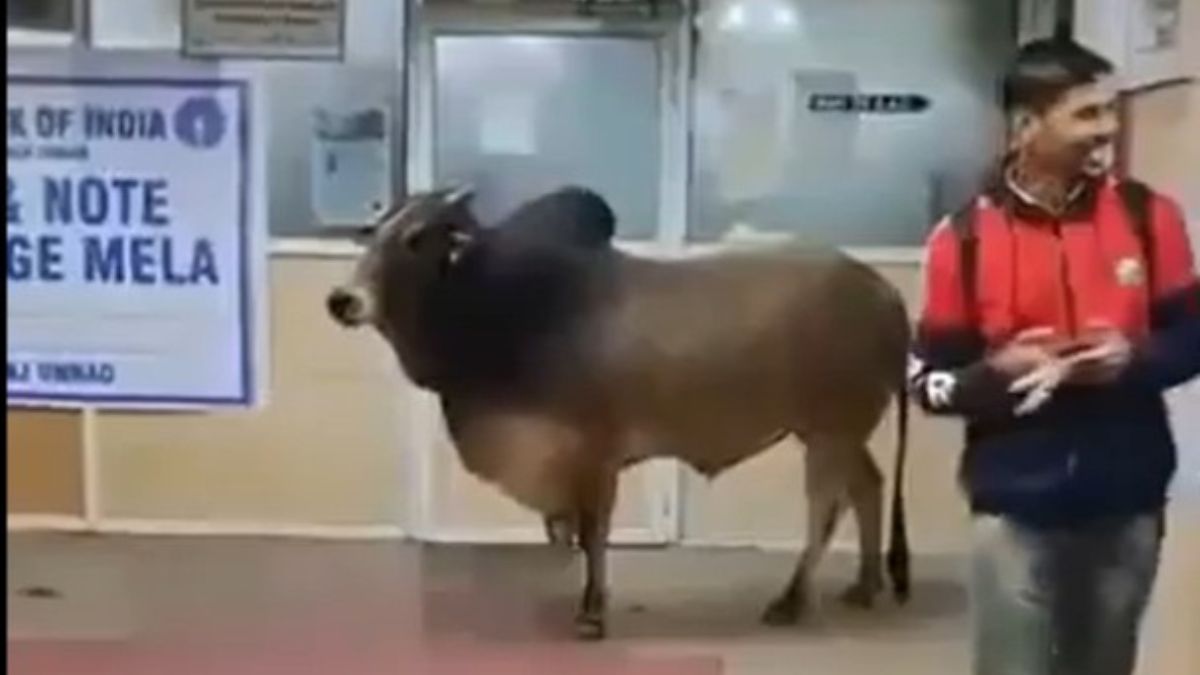 Bull Strolling Inside SBI Branch Fuels Laugh Riot; Akhilesh Yadav Says ...