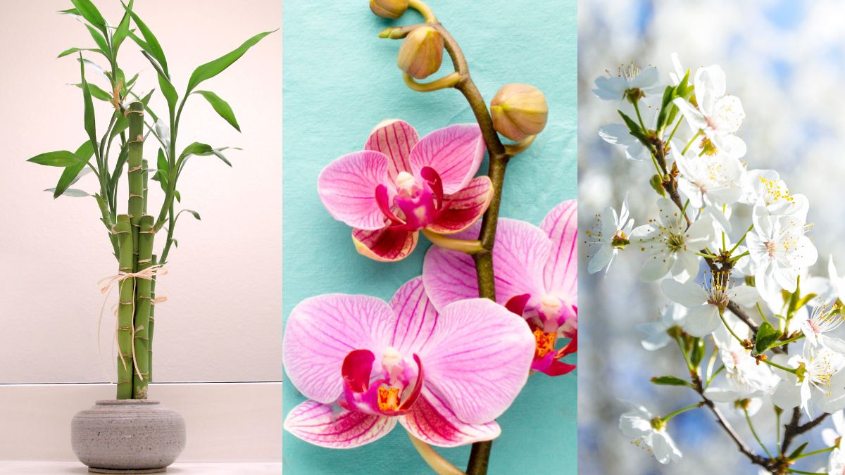 Must Keep These 5 Plants In Your Home To Attract Prosperity Naturally