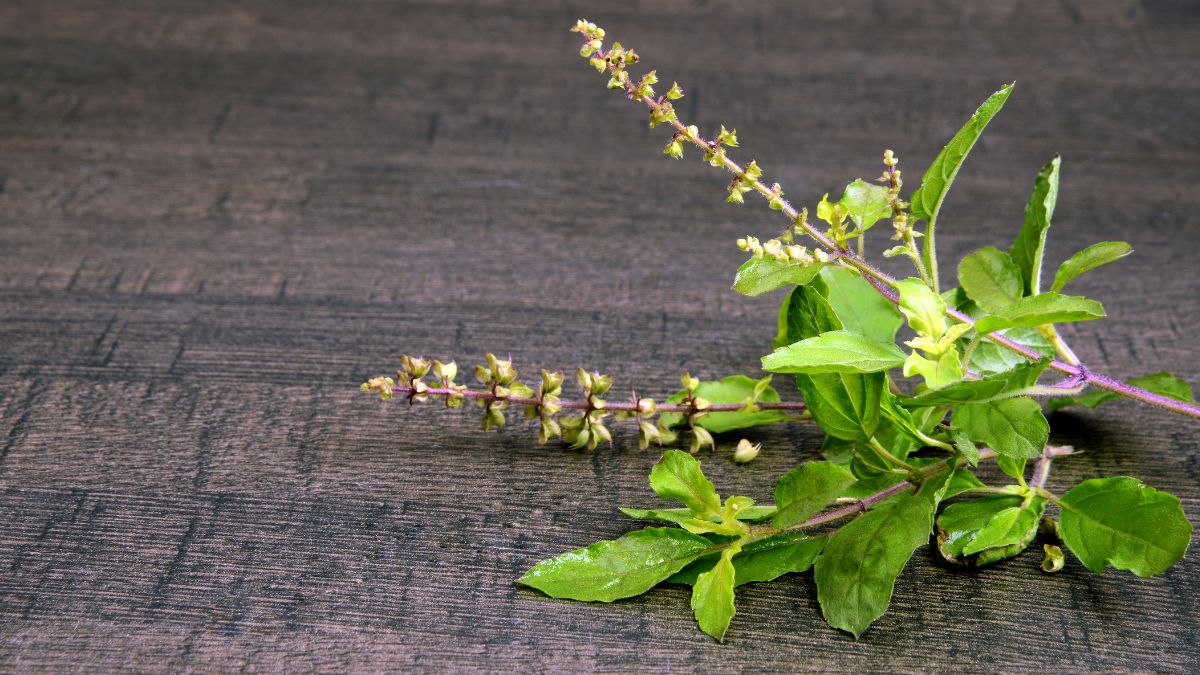 5 Benefits Of Drinking One Glass Of Lukewarm Tulsi Water Every Day On ...