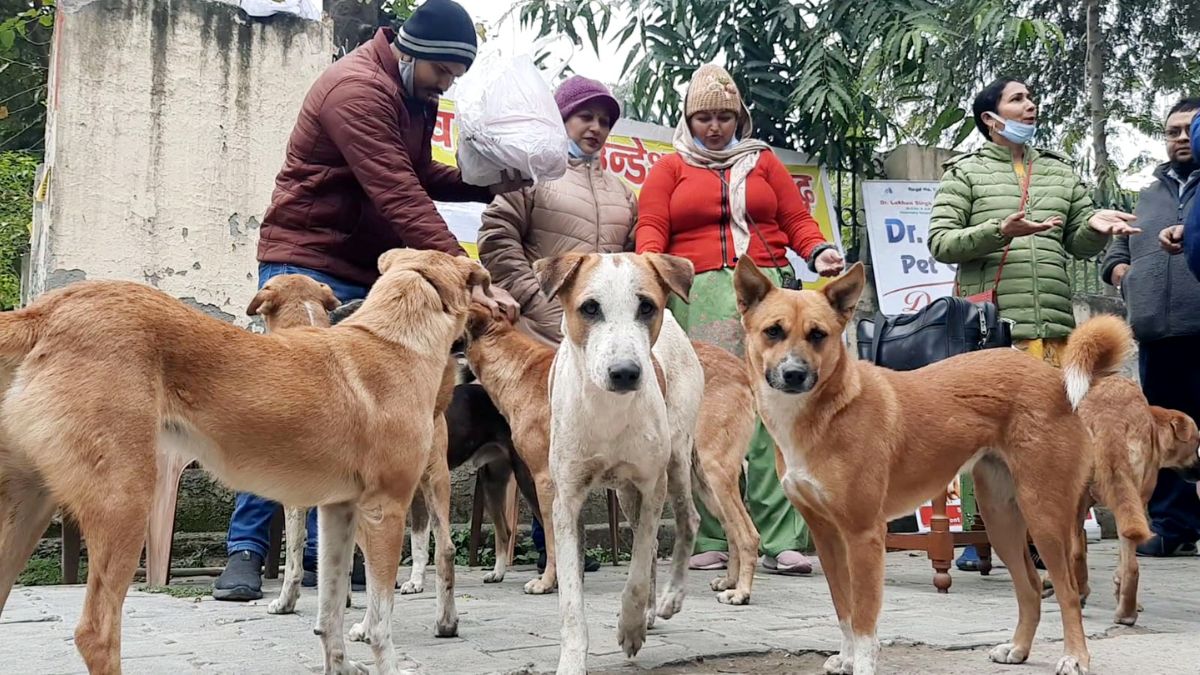 Rajasthan: Siblings Struck By Goods Train While Fleeing Barking Dogs ...