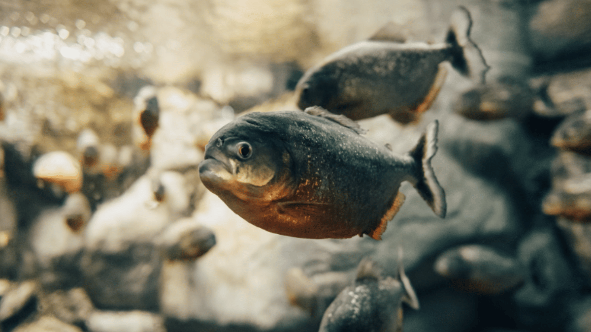 10 Animals With The Sharpest Teeth | Great White Shark To Piranha