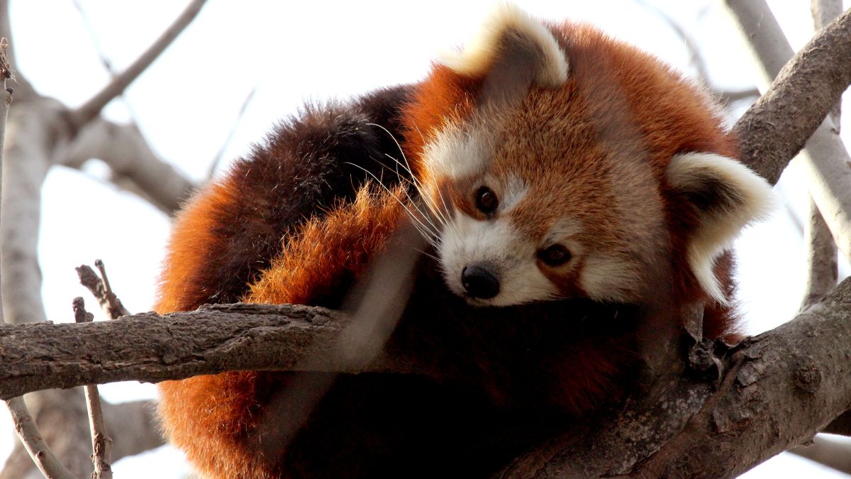 Darjeeling: Padmaja Naidu Himalayan Zoo To Get Two Male Red Pandas From ...