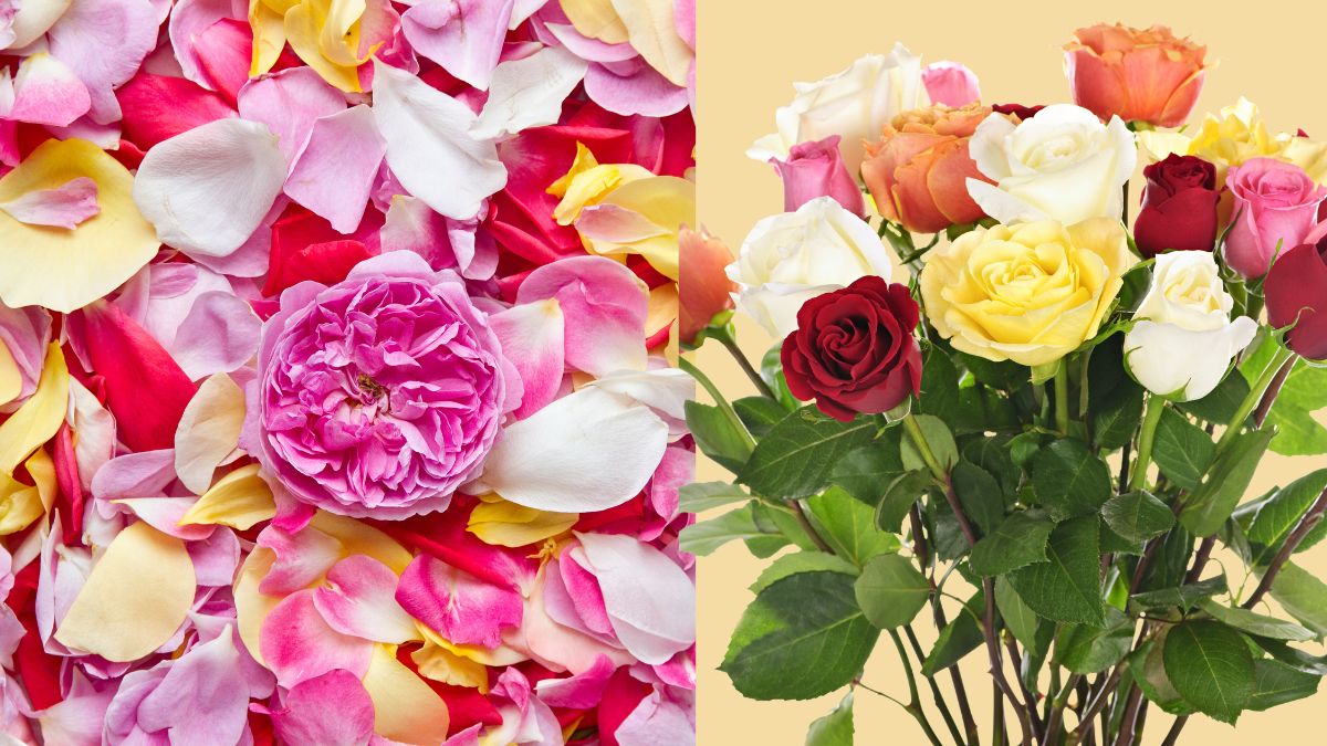 Yellow Roses Meaning