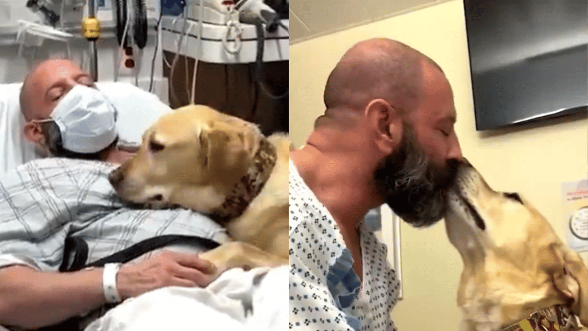 Pet Dog’s Affection Towards Man Undergoing Surgery Wins Internet ...