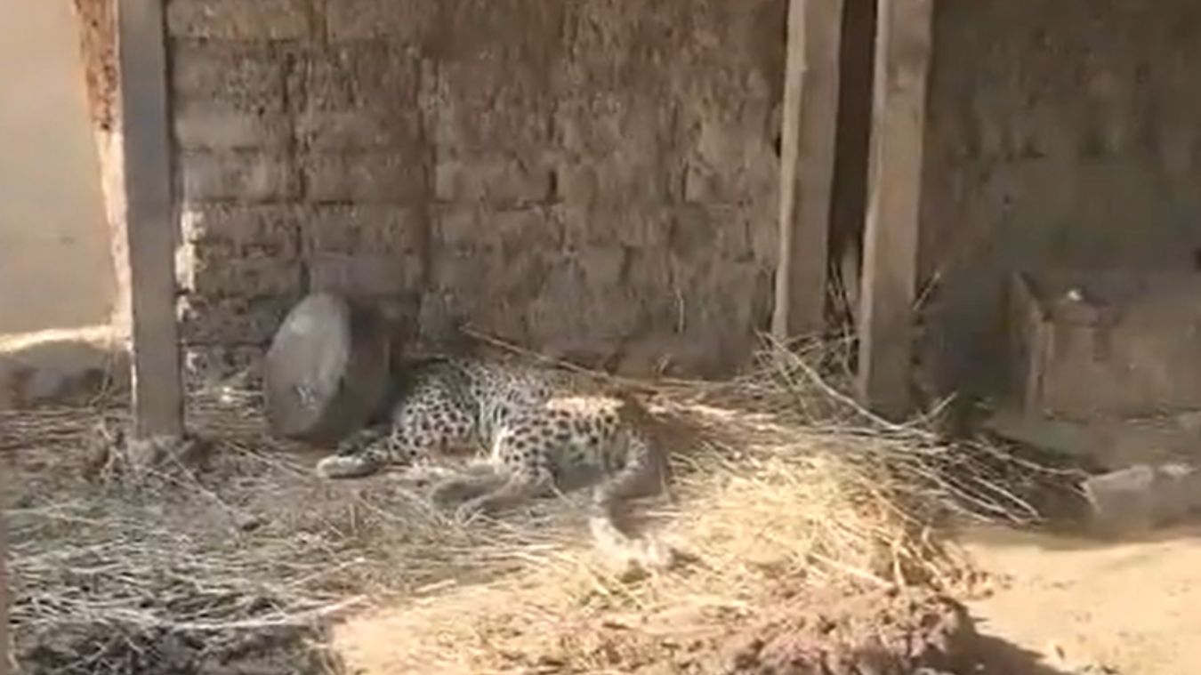 Maharashtra: Leopard Spends Five Hours With Head Stuck In Metal Vessel ...