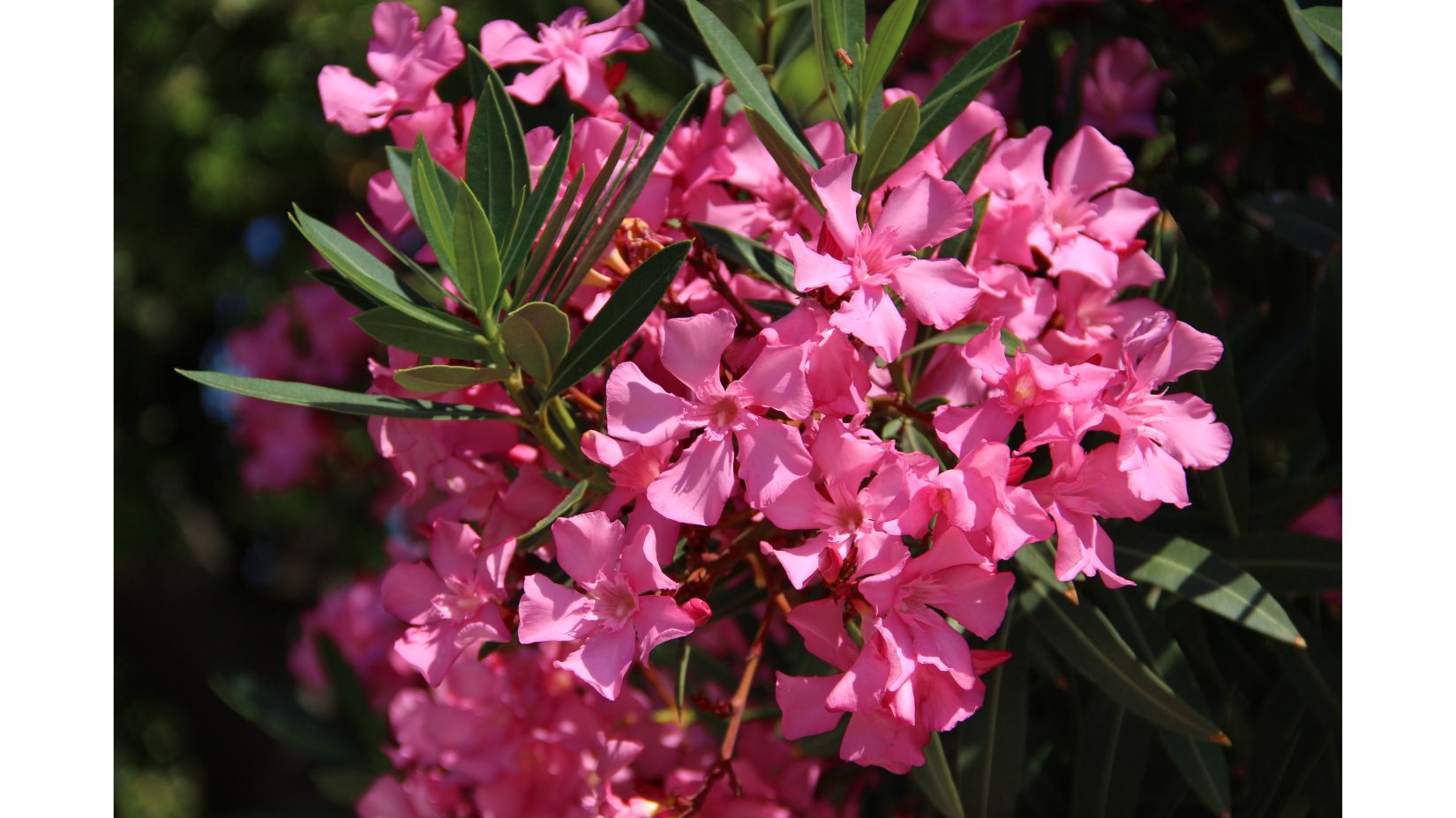 6 Toxic Plants That You Should Never Keep In Your House