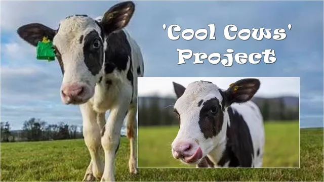 Hilda The Eco-Friendly Calf: Here’s How An IVF Born Cow Can Help Save ...