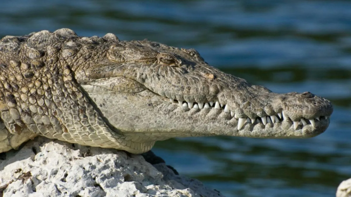 MP IT Raid: Gold Worth Rs 14 Cr, Luxury Cars, 3 Crocodiles Found During ...